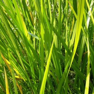 Acorus calamus (Sweet flag) - Devon Pond Plants