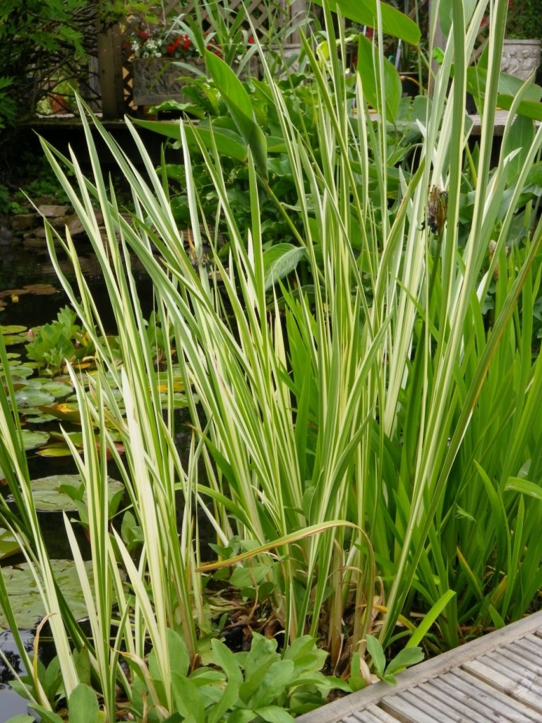 Acorus calamus Variegatus (Variegated sweet flag) - Devon Pond Plants