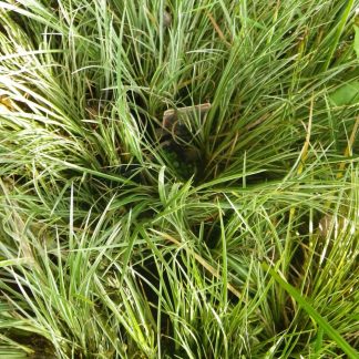 Shop - Devon Pond Plants