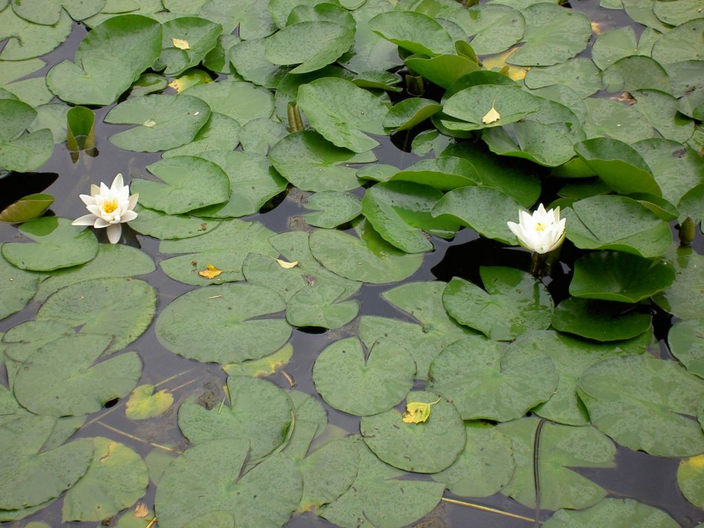 Nymphaea Alba (White water lily) - Devon Pond Plants