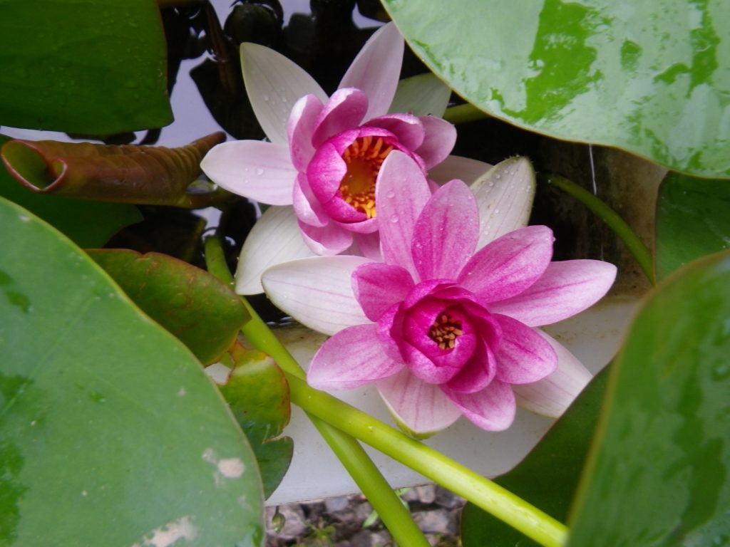 Nymphaea Alba var rubra - Devon Pond Plants