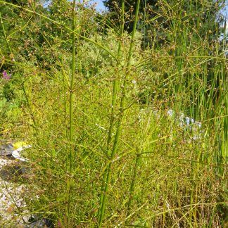 Shop - Devon Pond Plants