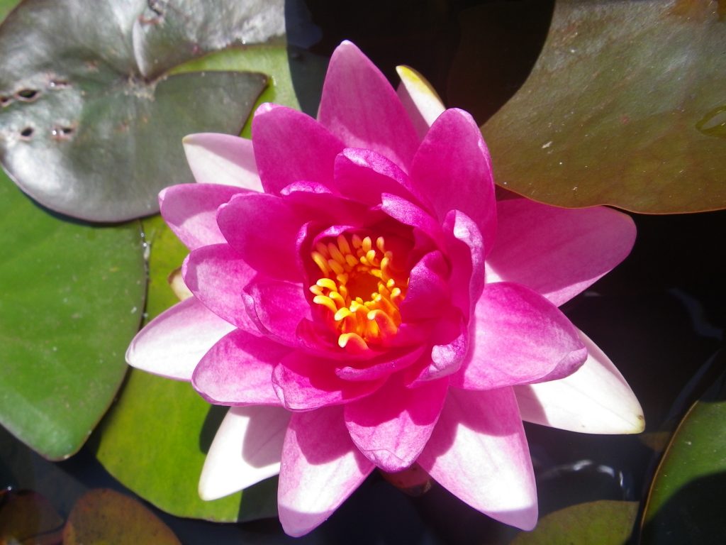 Nymphaea Attraction - Devon Pond Plants