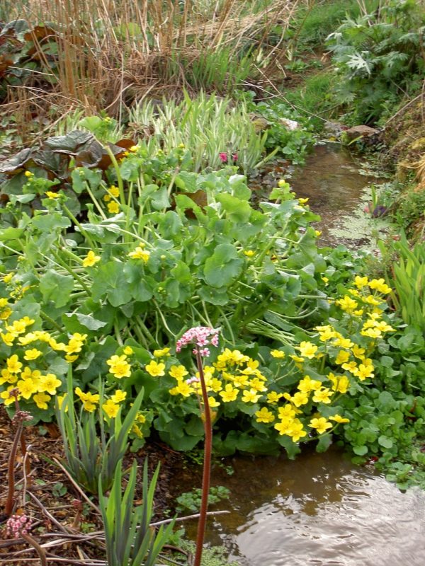Caltha palustris (Marsh marigold, Kingcup) - Devon Pond Plants