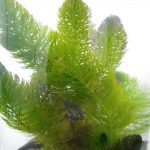 Ceratophyllum demersum (Hornwort) - Devon Pond Plants