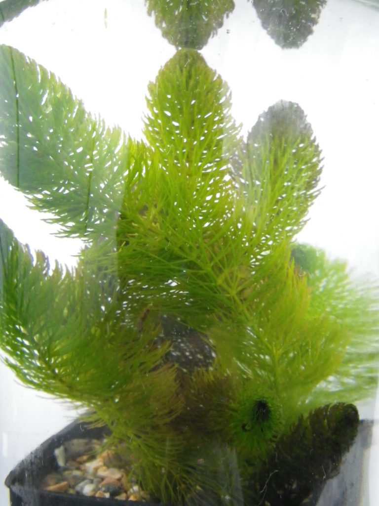 Ceratophyllum demersum (Hornwort) - Devon Pond Plants