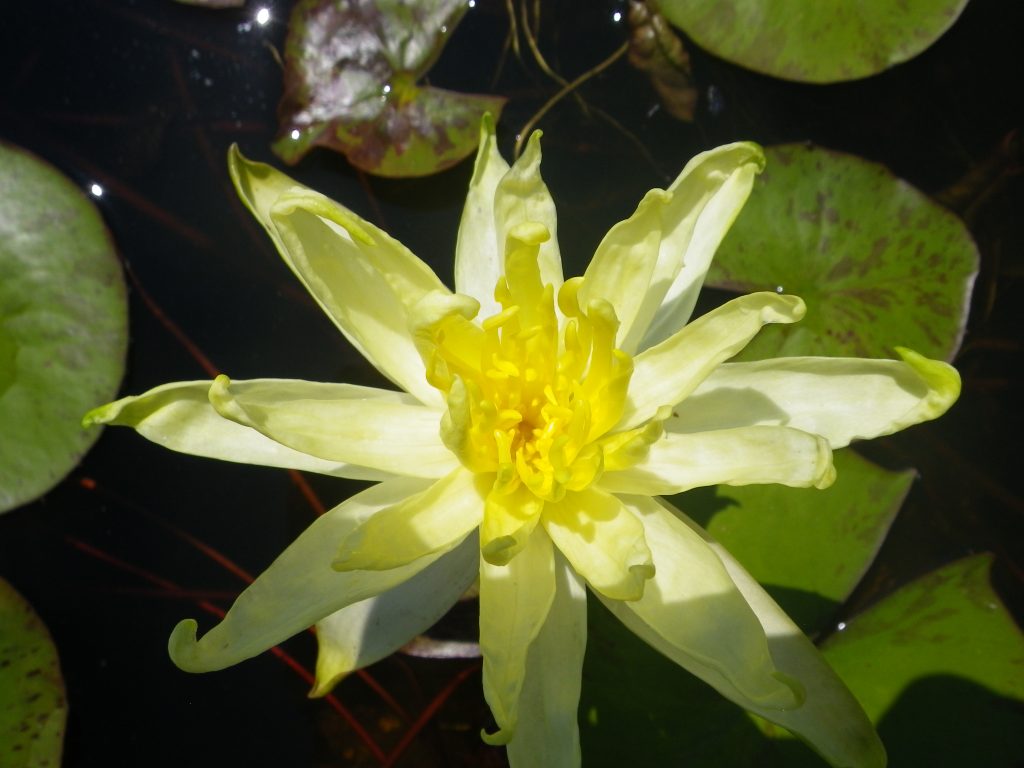 Nymphaea Colonel AJ Welch - Devon Pond Plants
