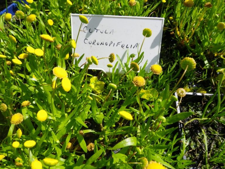 Cotula coronopifolia (Golden buttons) - Devon Pond Plants