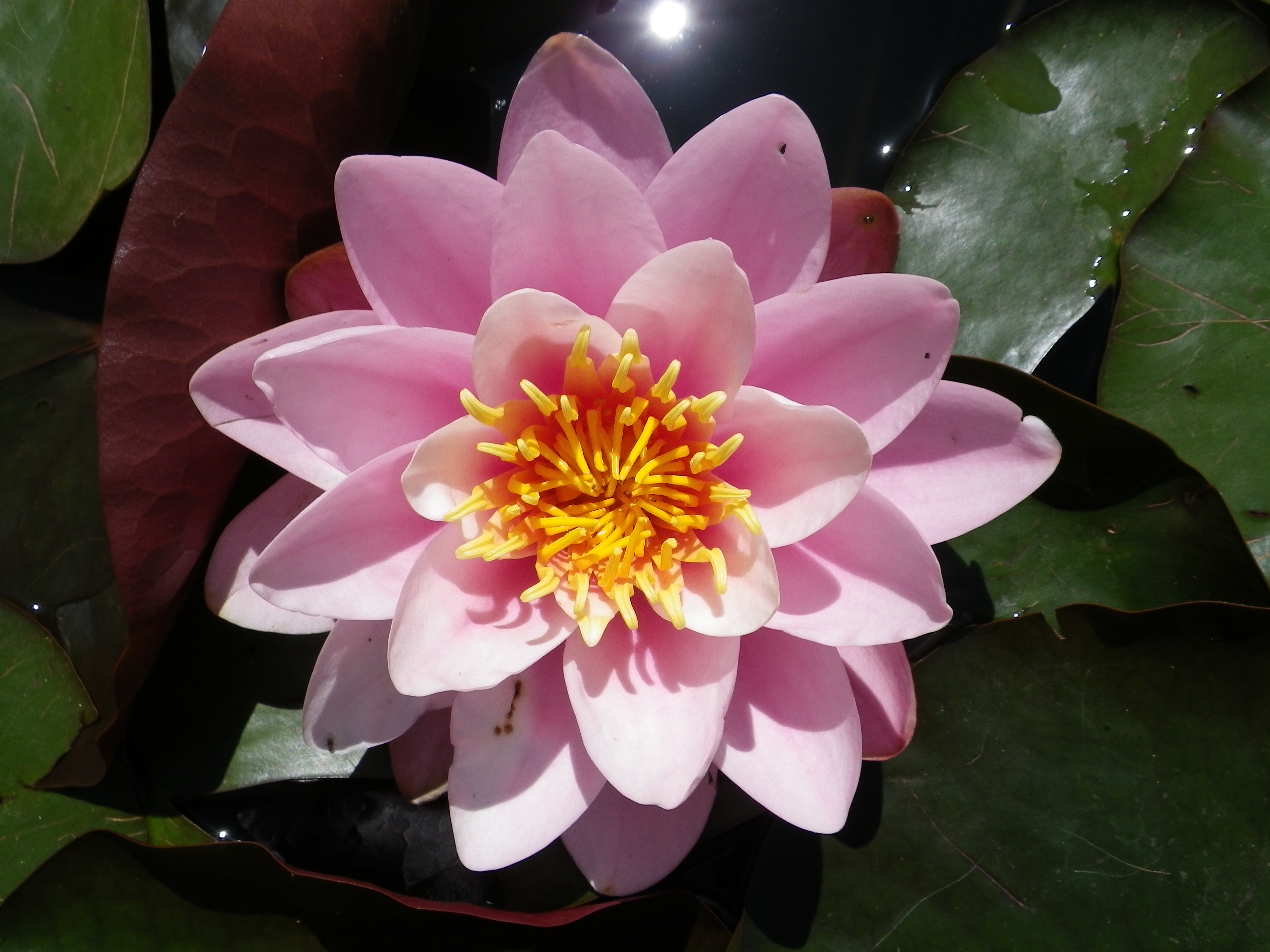 Nymphaea Darwin (Hollandia) - Devon Pond Plants