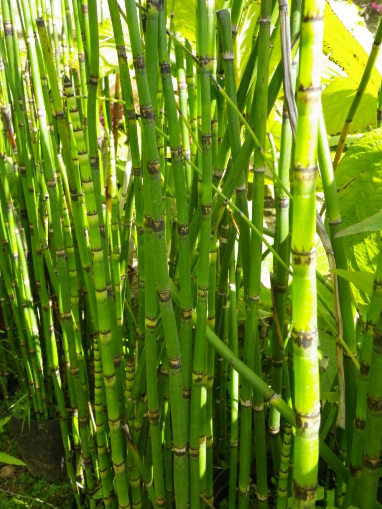 Equisetum hyemale (Rough Horsetail) - Devon Pond Plants