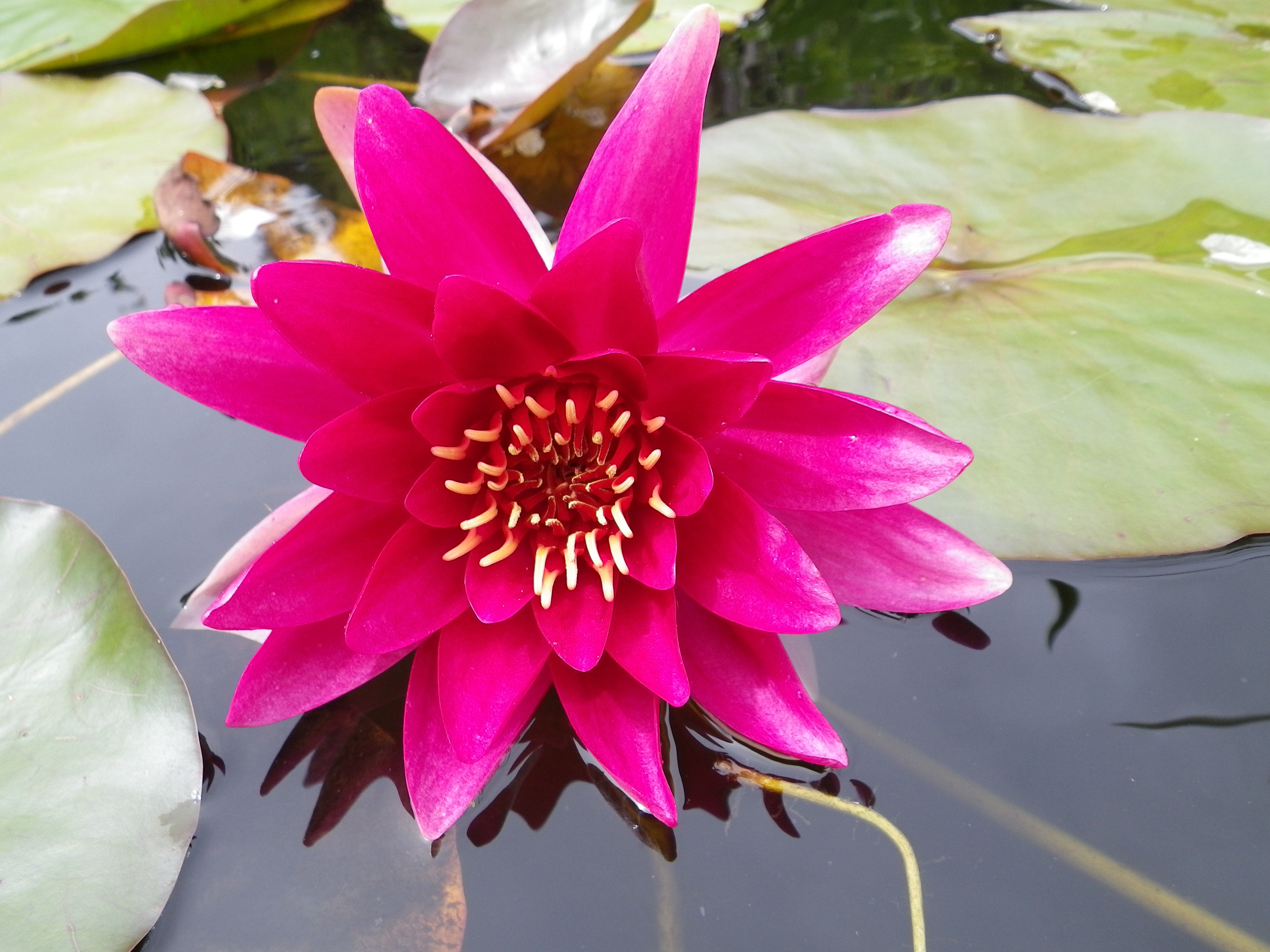 Nymphaea Escarboucle - Devon Pond Plants