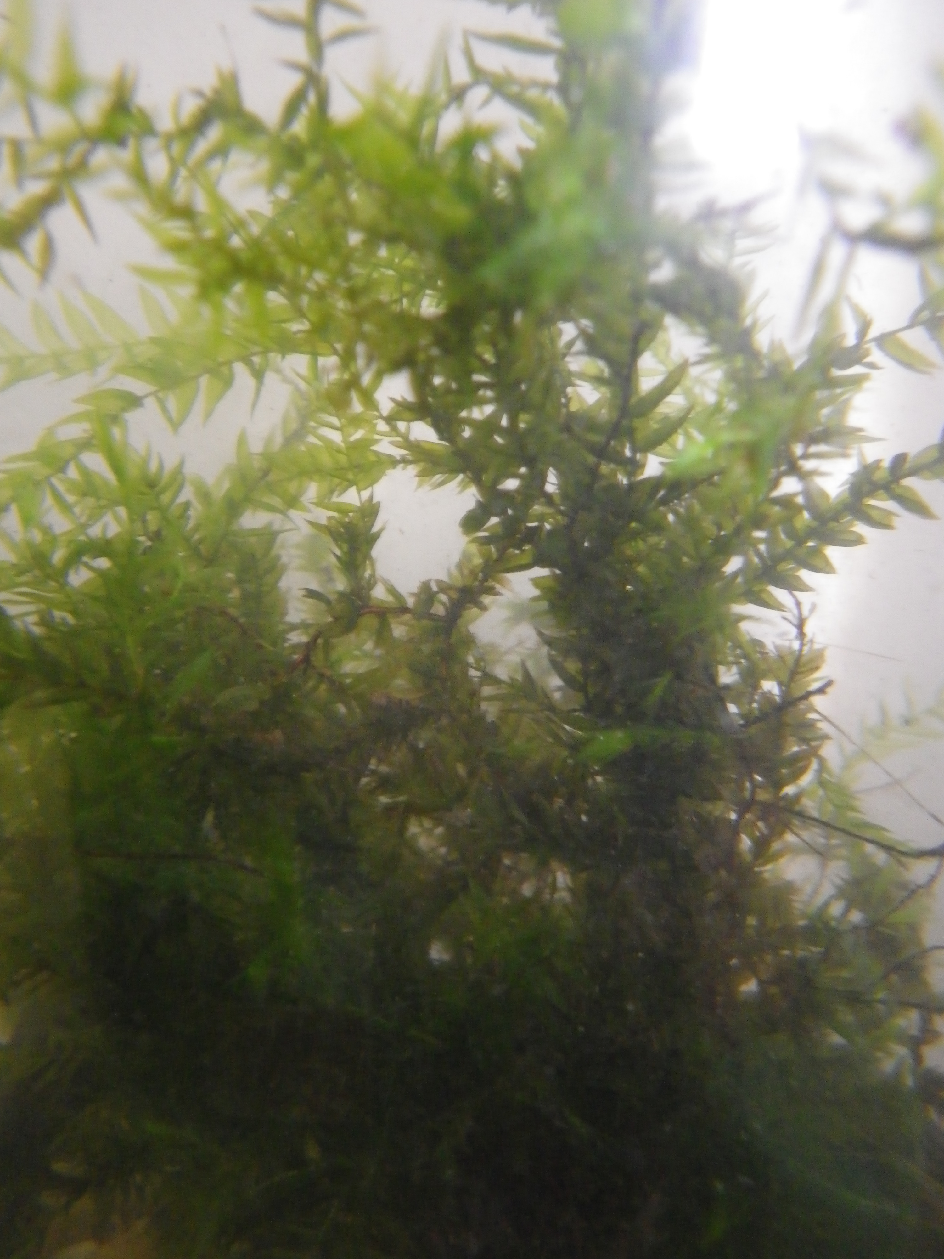 Fontinalis antipyretica (Willow Moss) - Devon Pond Plants