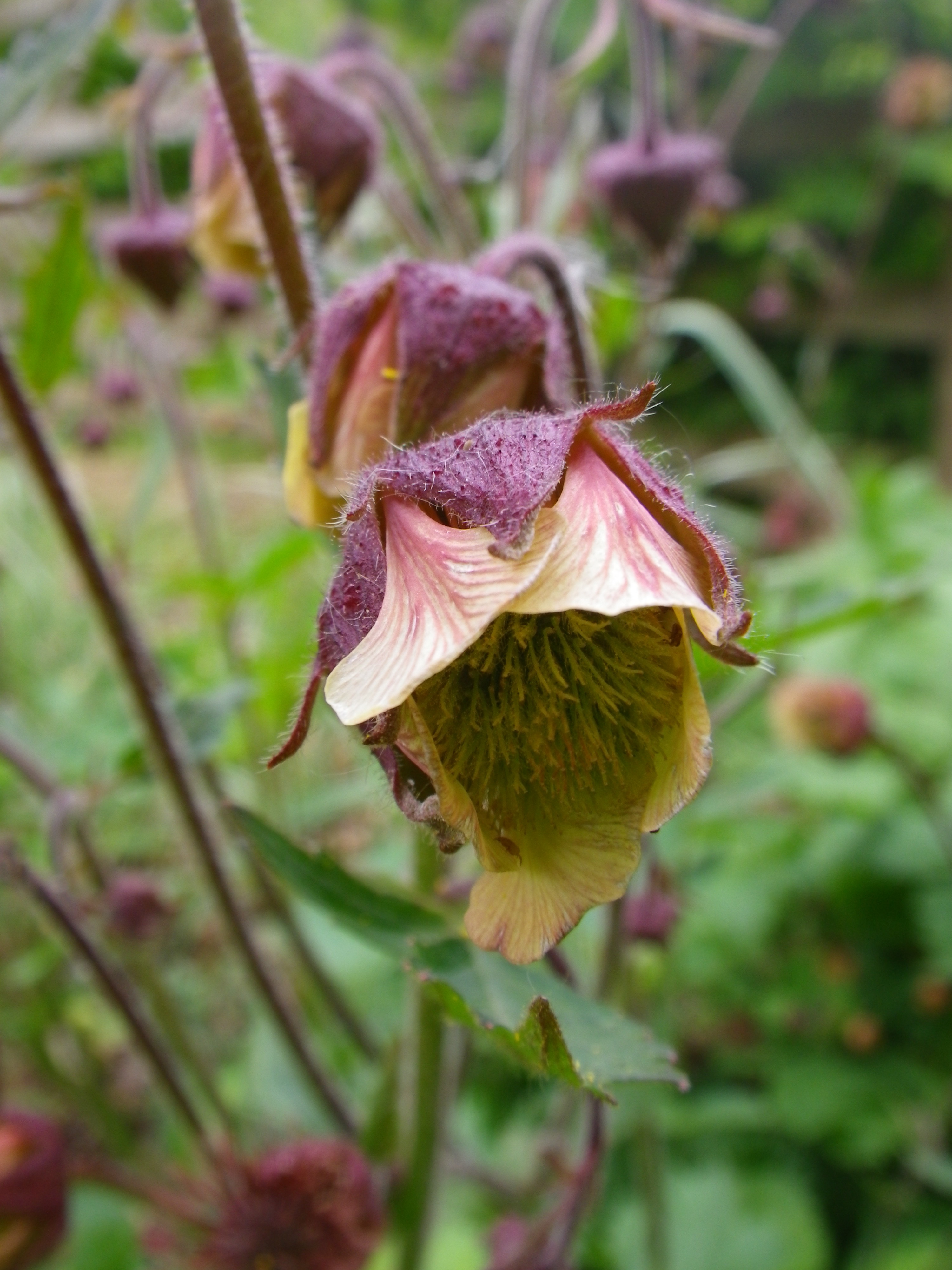 Geum rivale (Water avens) - Devon Pond Plants