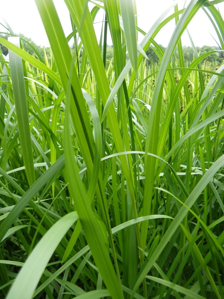 Glyceria aquatica (Manna grass) - Devon Pond Plants