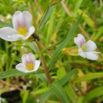 Gratiola officinalis (Water hyssop) - Devon Pond Plants
