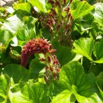 Gunnera perpensa - Devon Pond Plants