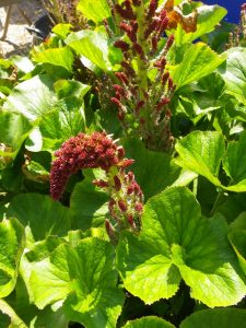 Gunnera perpensa - Devon Pond Plants