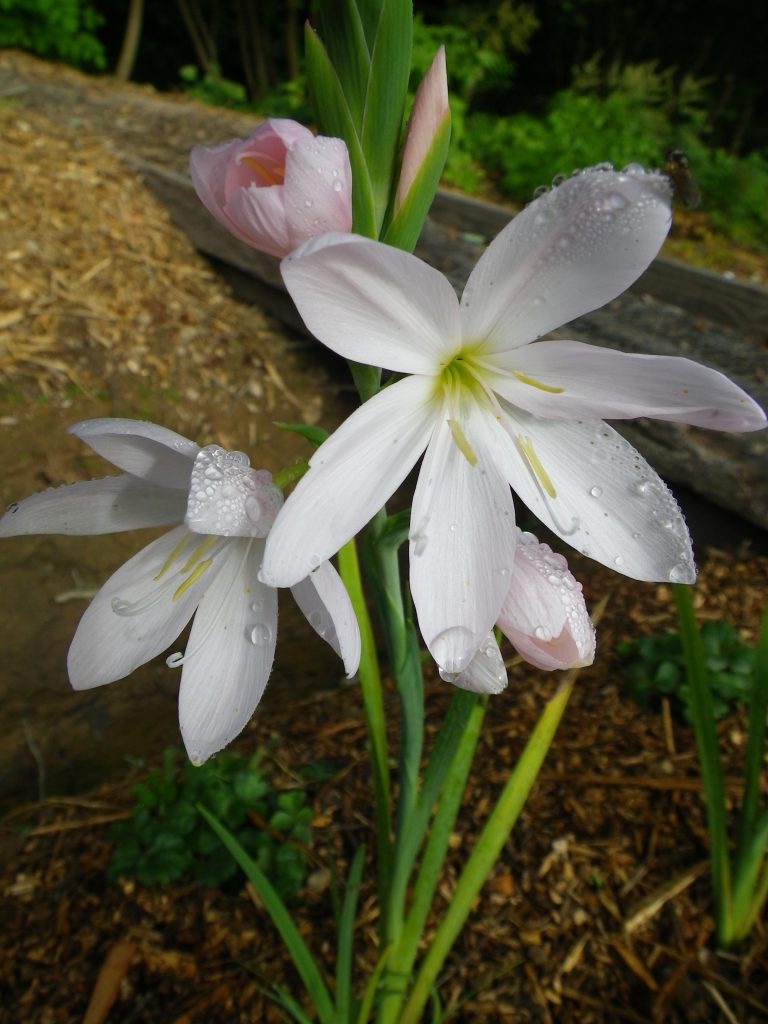 Hesperantha alba (Cape lily) - Devon Pond Plants