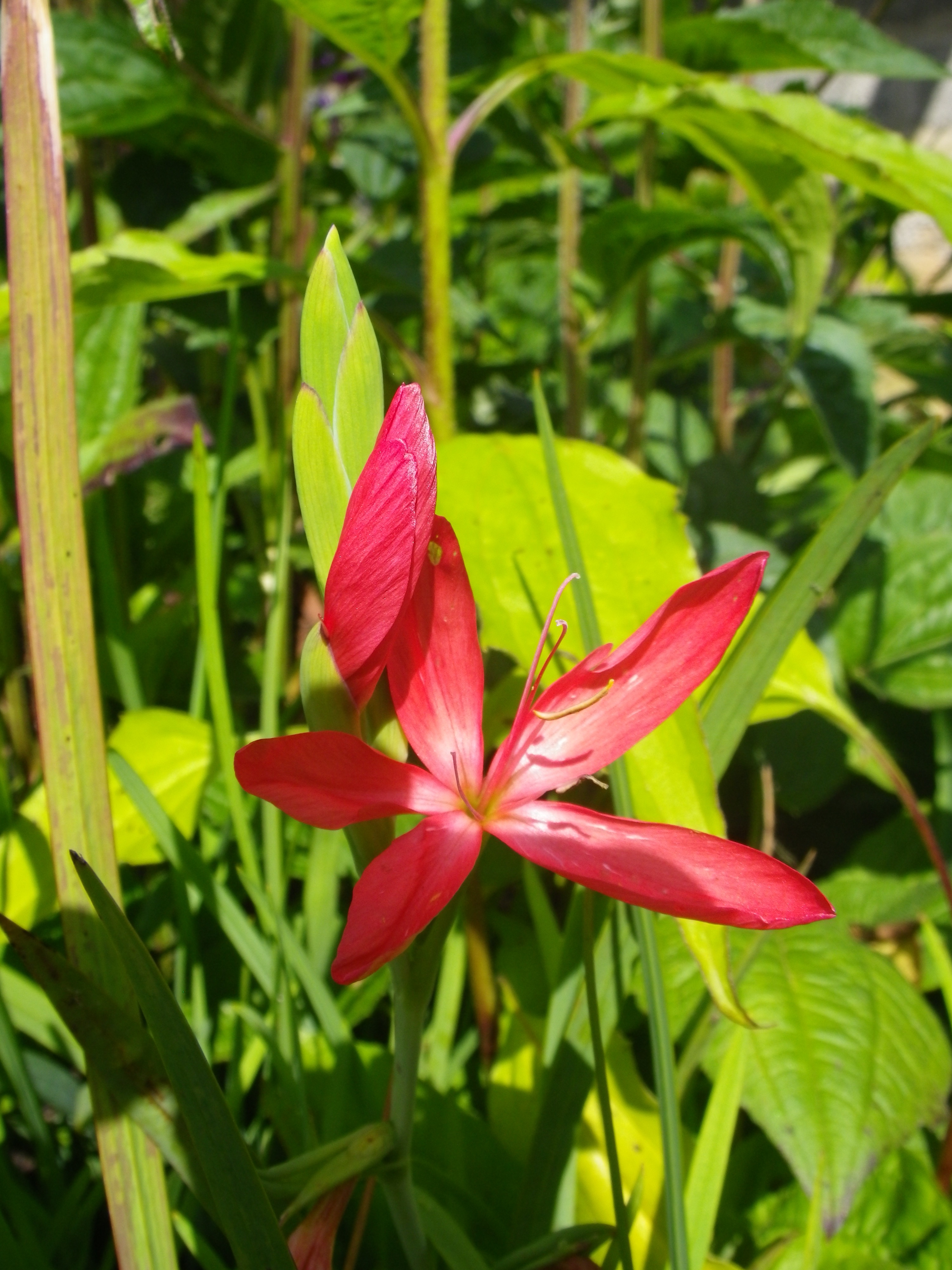 Hesperantha alba (Cape lily) - Devon Pond Plants