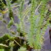 Hippuris vulgaris (Marestail) - Devon Pond Plants