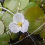 Hydrocharis morsus-ranae (Frogbit) - Devon Pond Plants