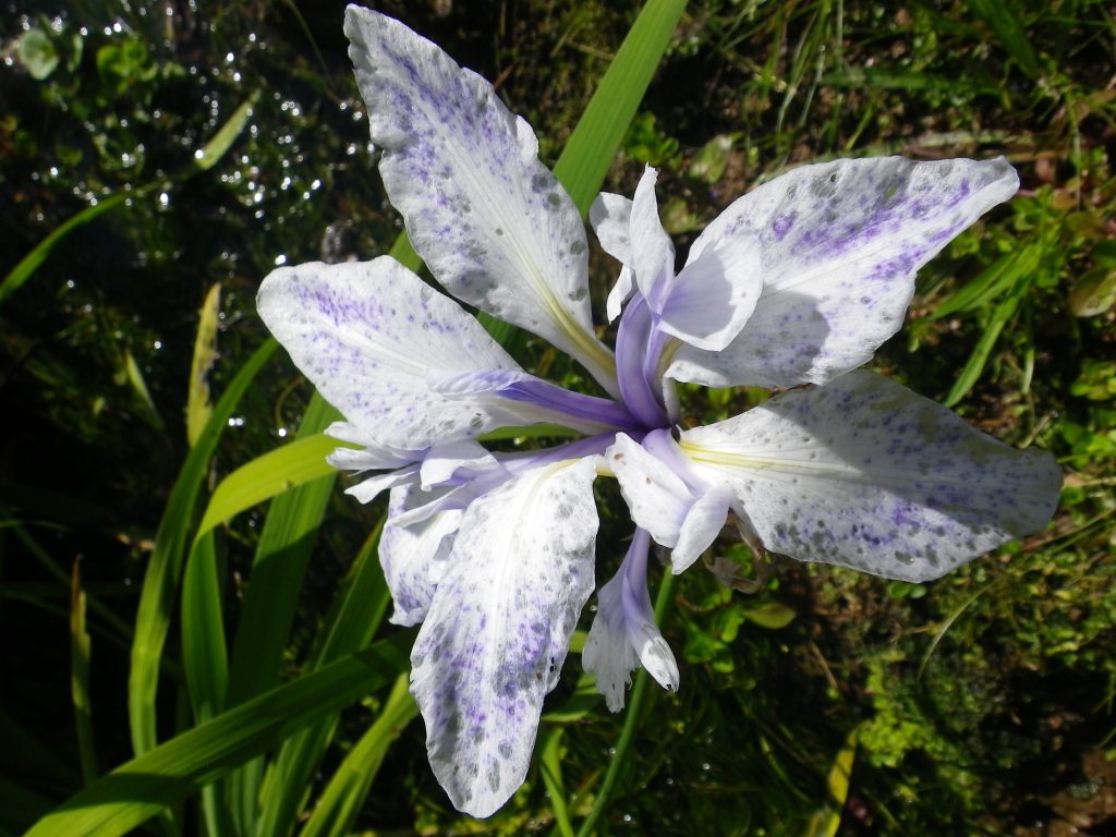 Iris laevigata Mottled Beauty - Devon Pond Plants