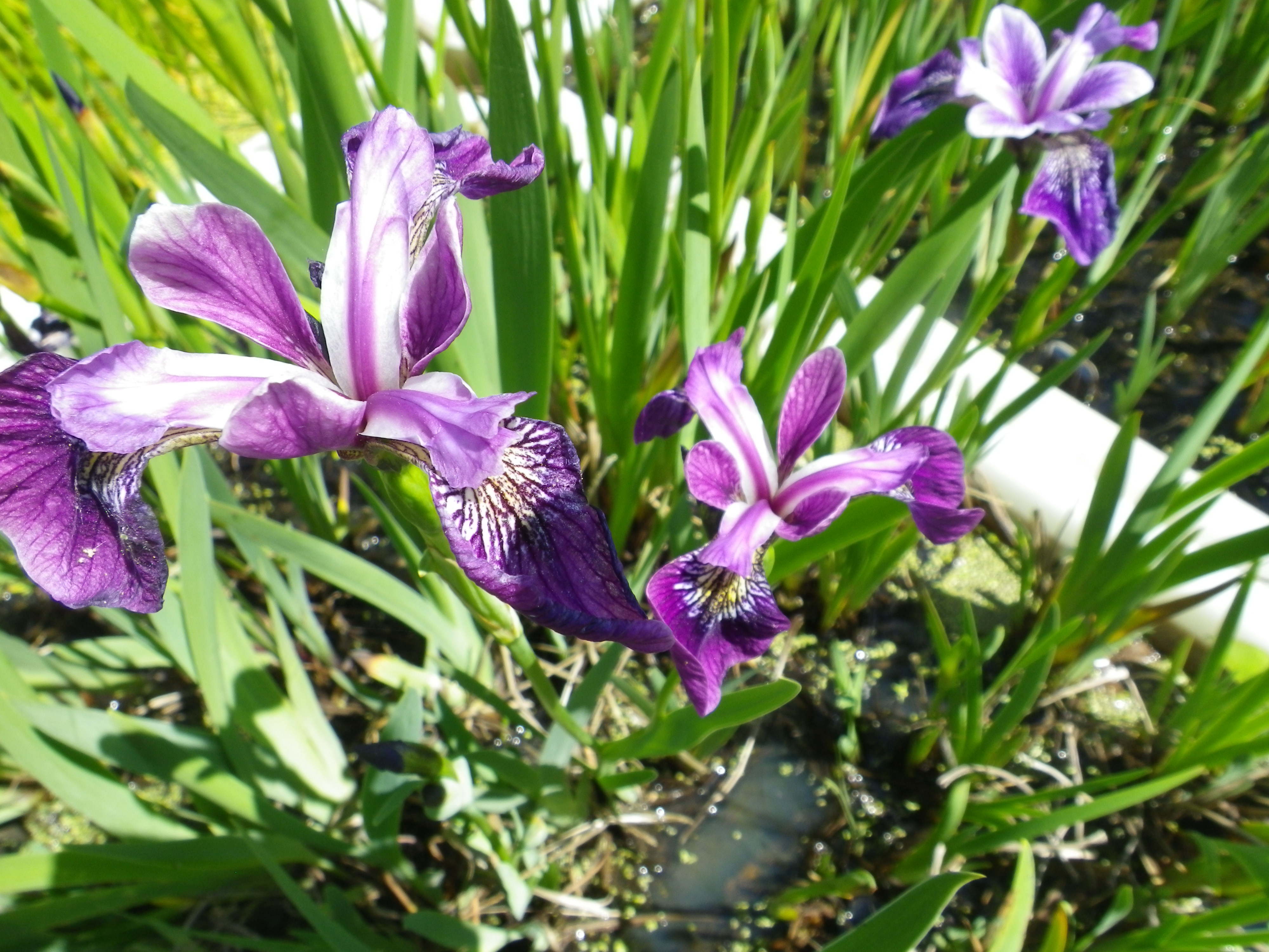 Iris versicolor mixed - Devon Pond Plants