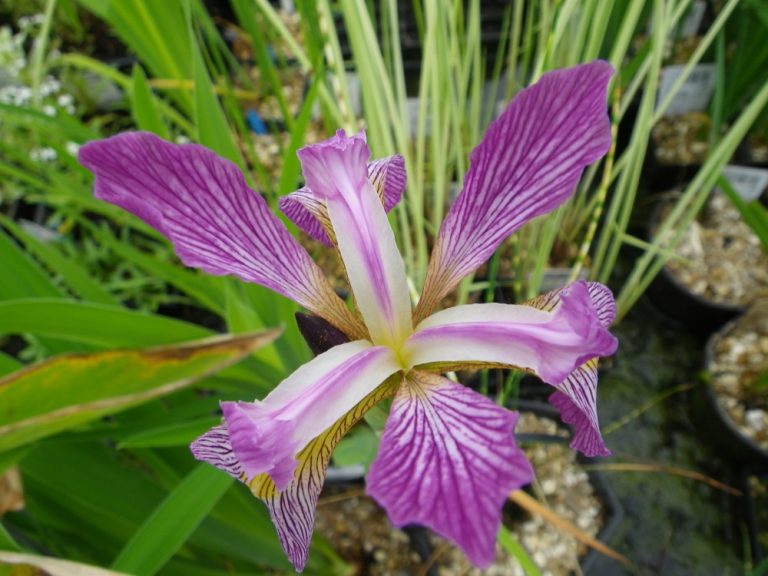 Iris virginica Pink Perfection - Devon Pond Plants