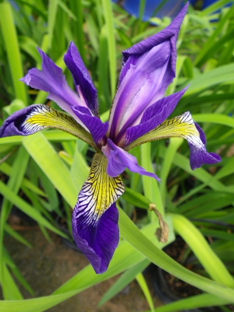 Iris x robusta Dark Aura - Devon Pond Plants