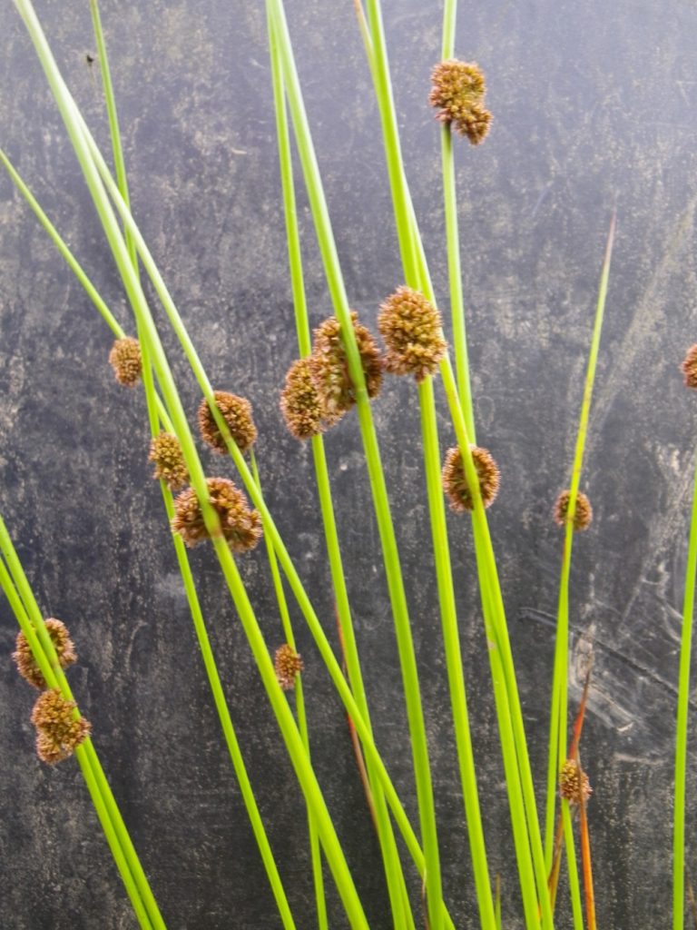 Juncus effusus (Soft rush) - Devon Pond Plants