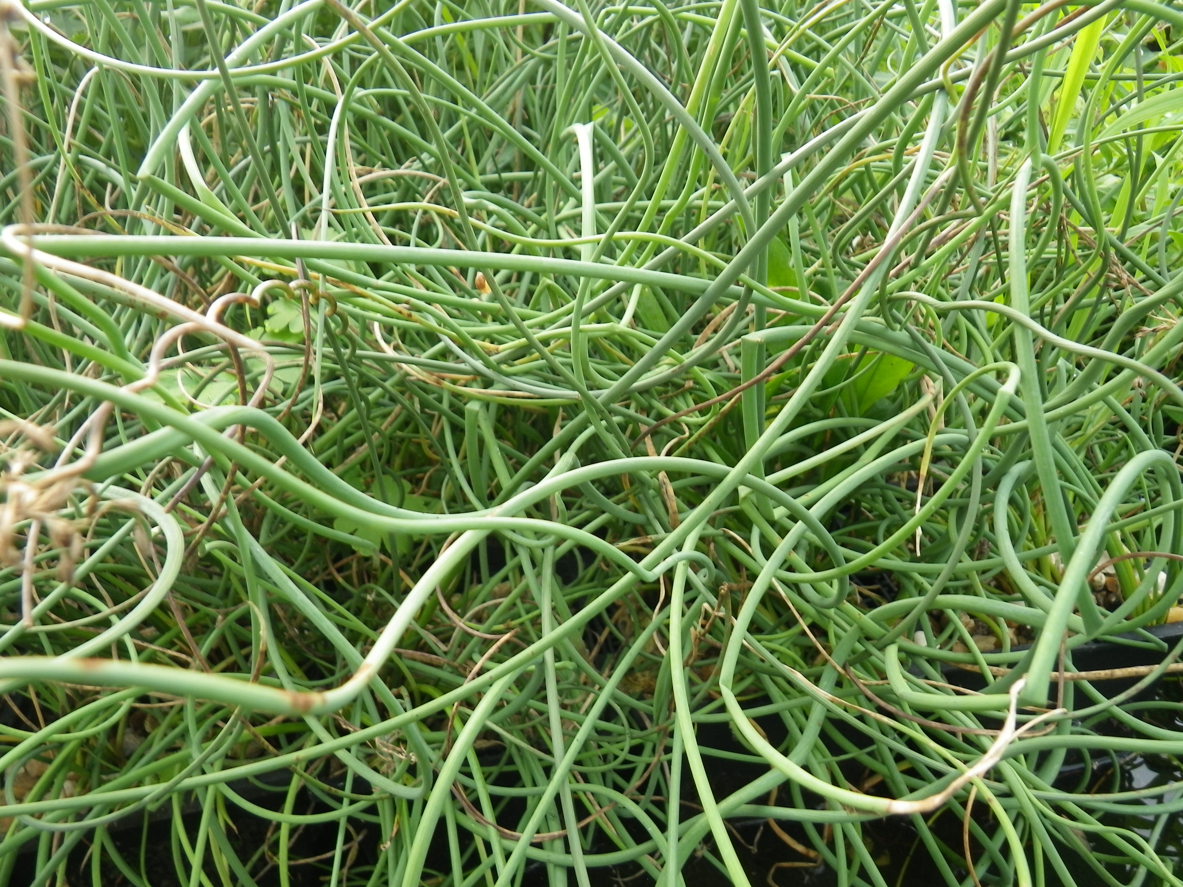 Juncus inflexus Afro (Corkscrew hard rush) - Devon Pond Plants