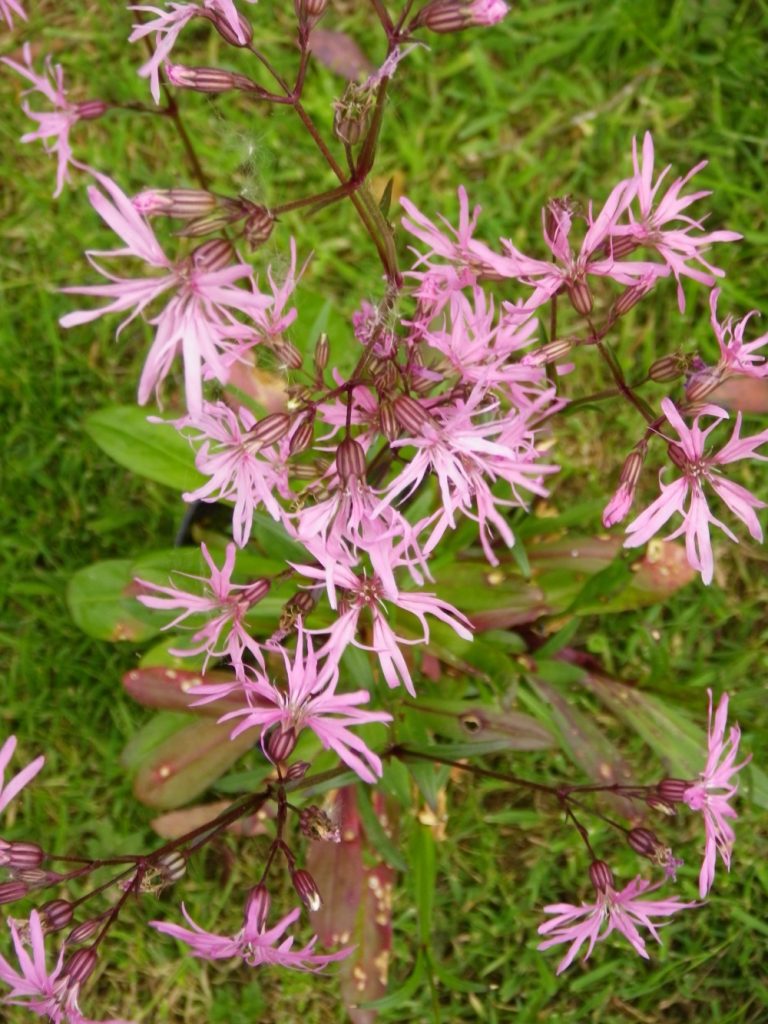 Lychnis flos-cuculi (Ragged robin) - Devon Pond Plants