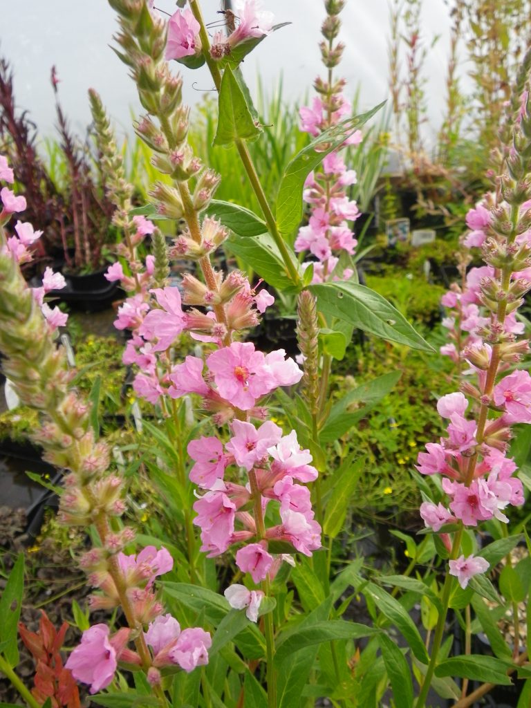 Lythrum salicaria Blush - Devon Pond Plants
