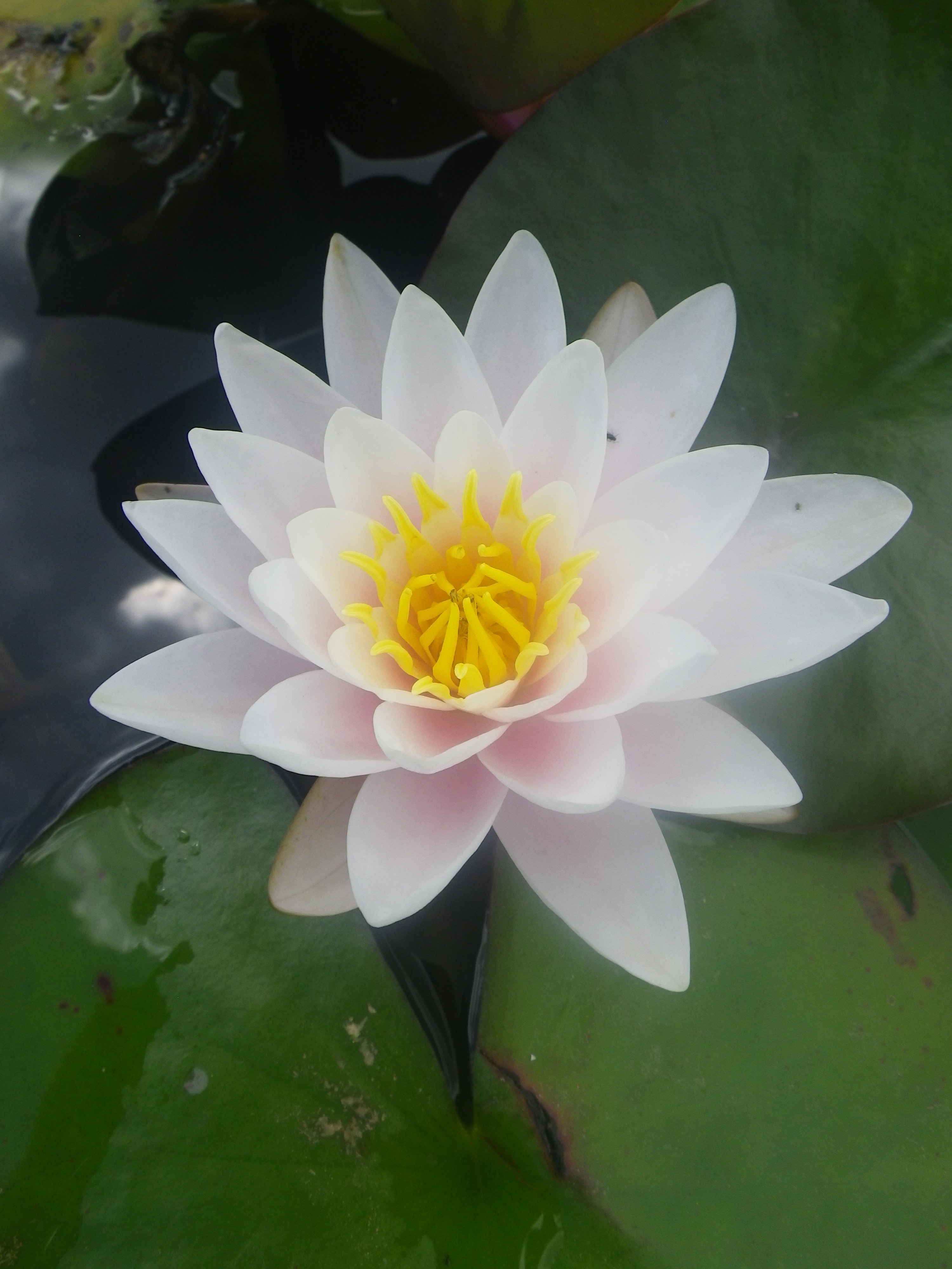 Nymphaea Marliacea Albida - Devon Pond Plants