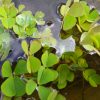Marsilea quadrifolia (Water clover, Four leaf clover) - Devon Pond Plants