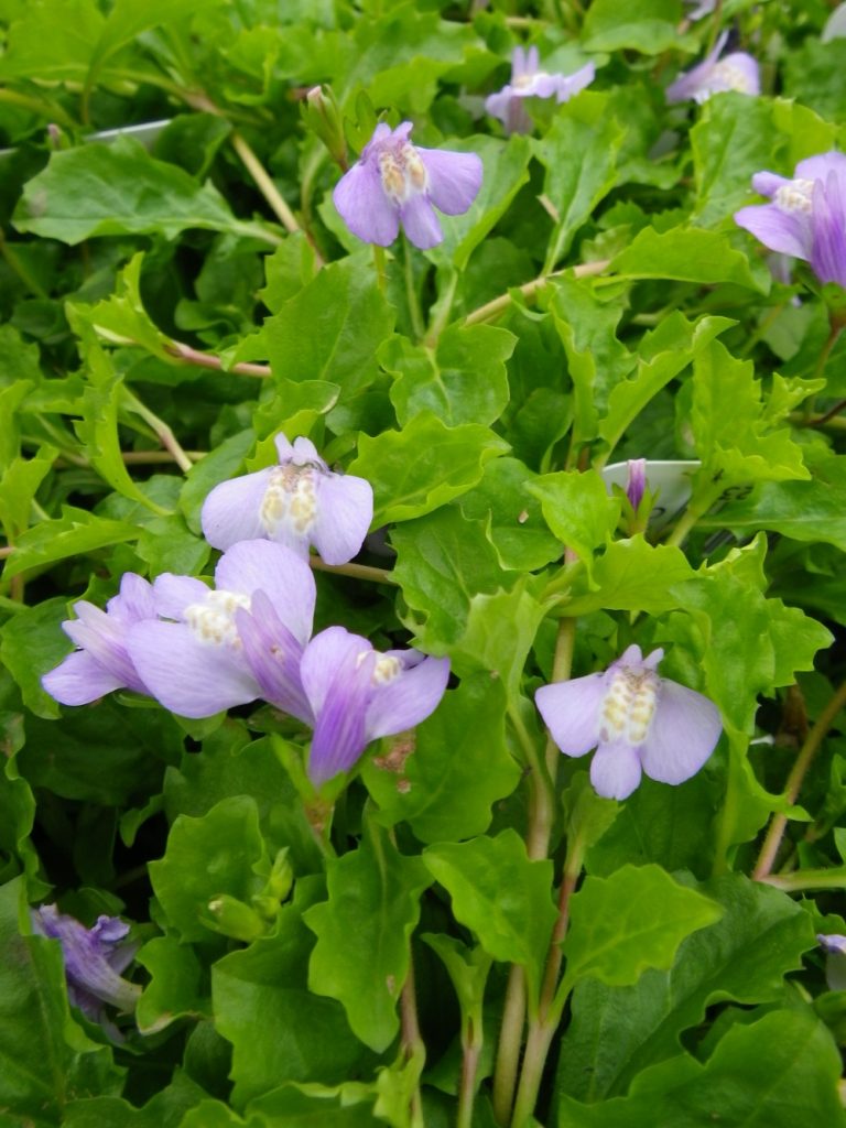 Mazus reptans (Chinese marshflower) - Devon Pond Plants