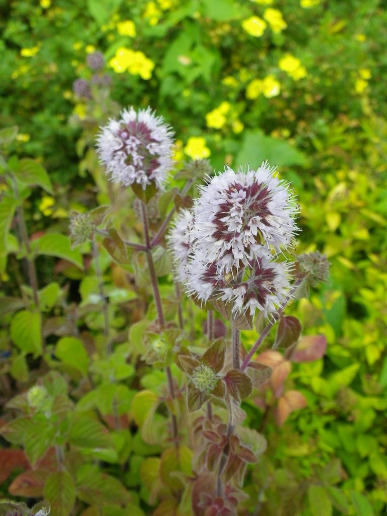 Mentha aquatica (Water mint) - Devon Pond Plants