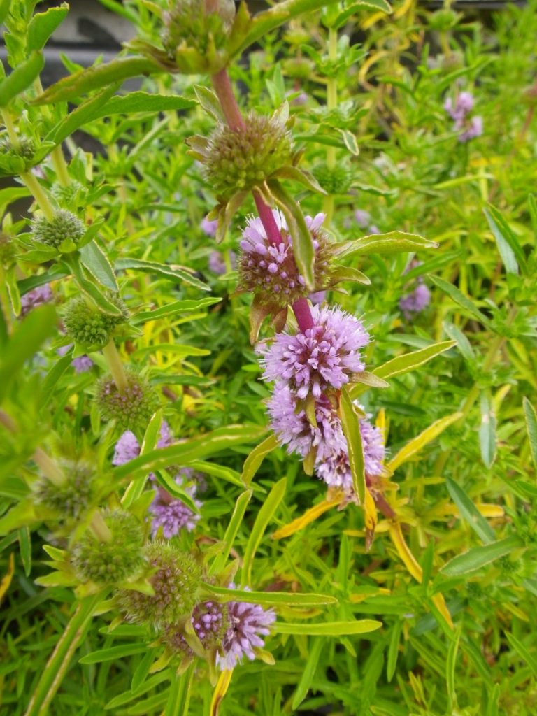 Mentha cervina (Water spearmint, Preslia) - Devon Pond Plants