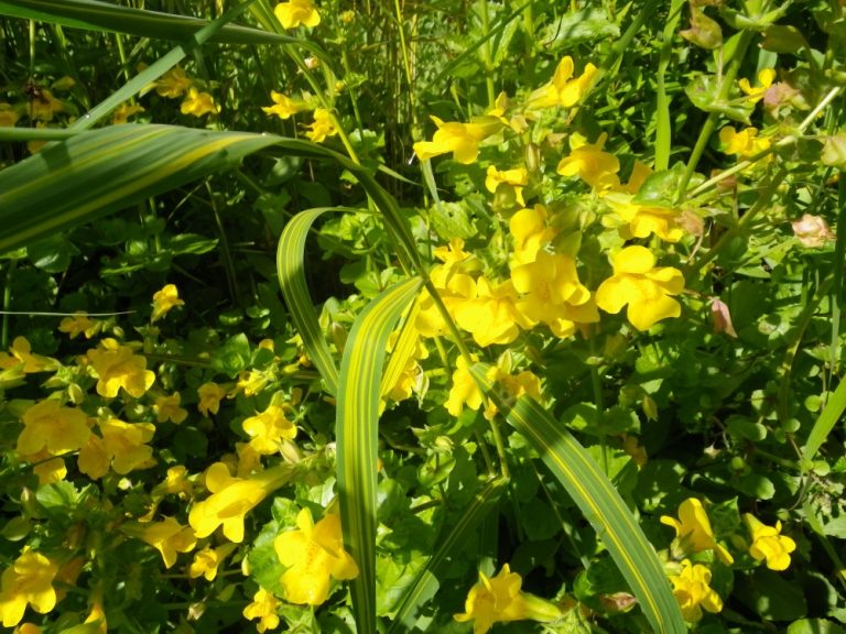 Mimulus guttatus (Yellow monkey flower) - Devon Pond Plants