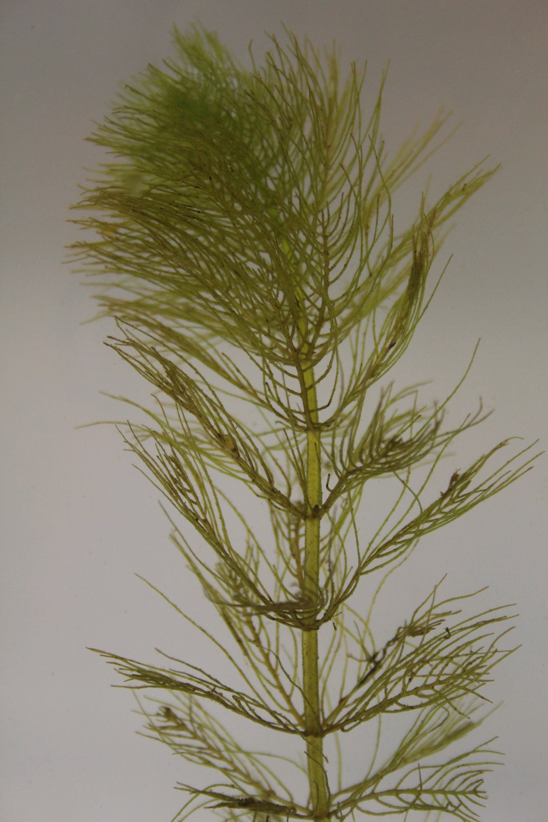 Myriophyllum verticillatum (Whorl-leaf water milfoil) - Devon Pond Plants