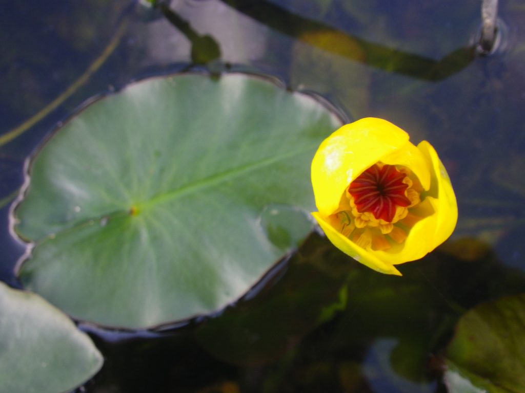 Nuphar advenum (Spatterdock) - Devon Pond Plants