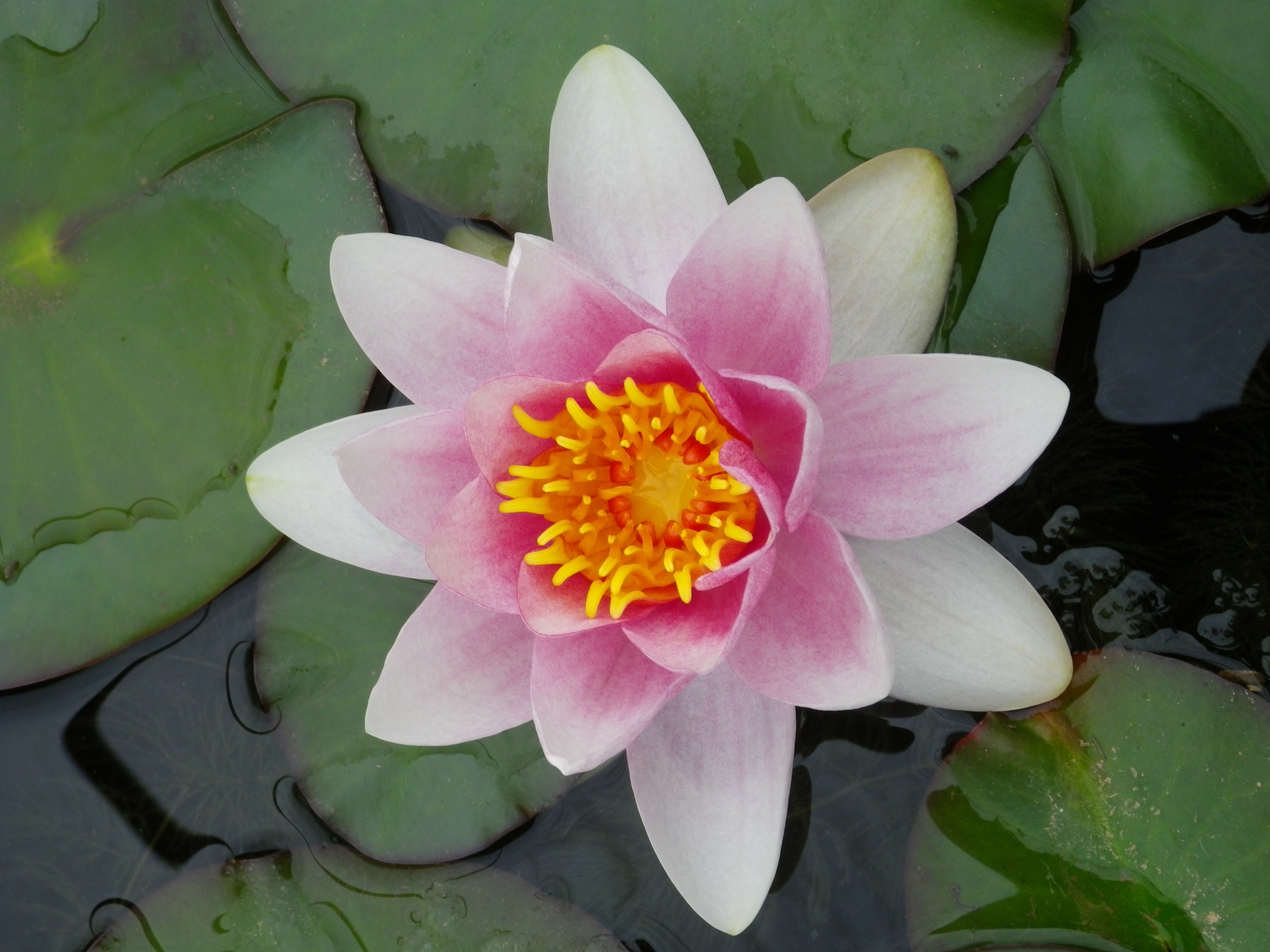 Nymphaea Charles De Meurville - Devon Pond Plants