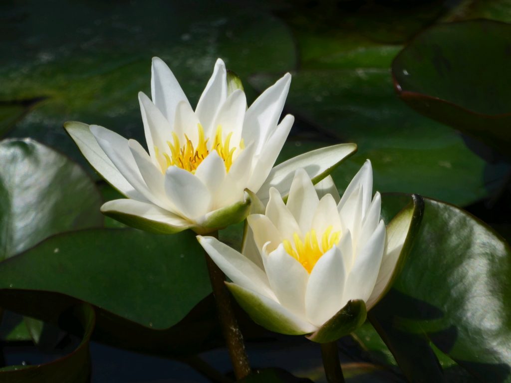 Nymphaea Snow Princess - Devon Pond Plants