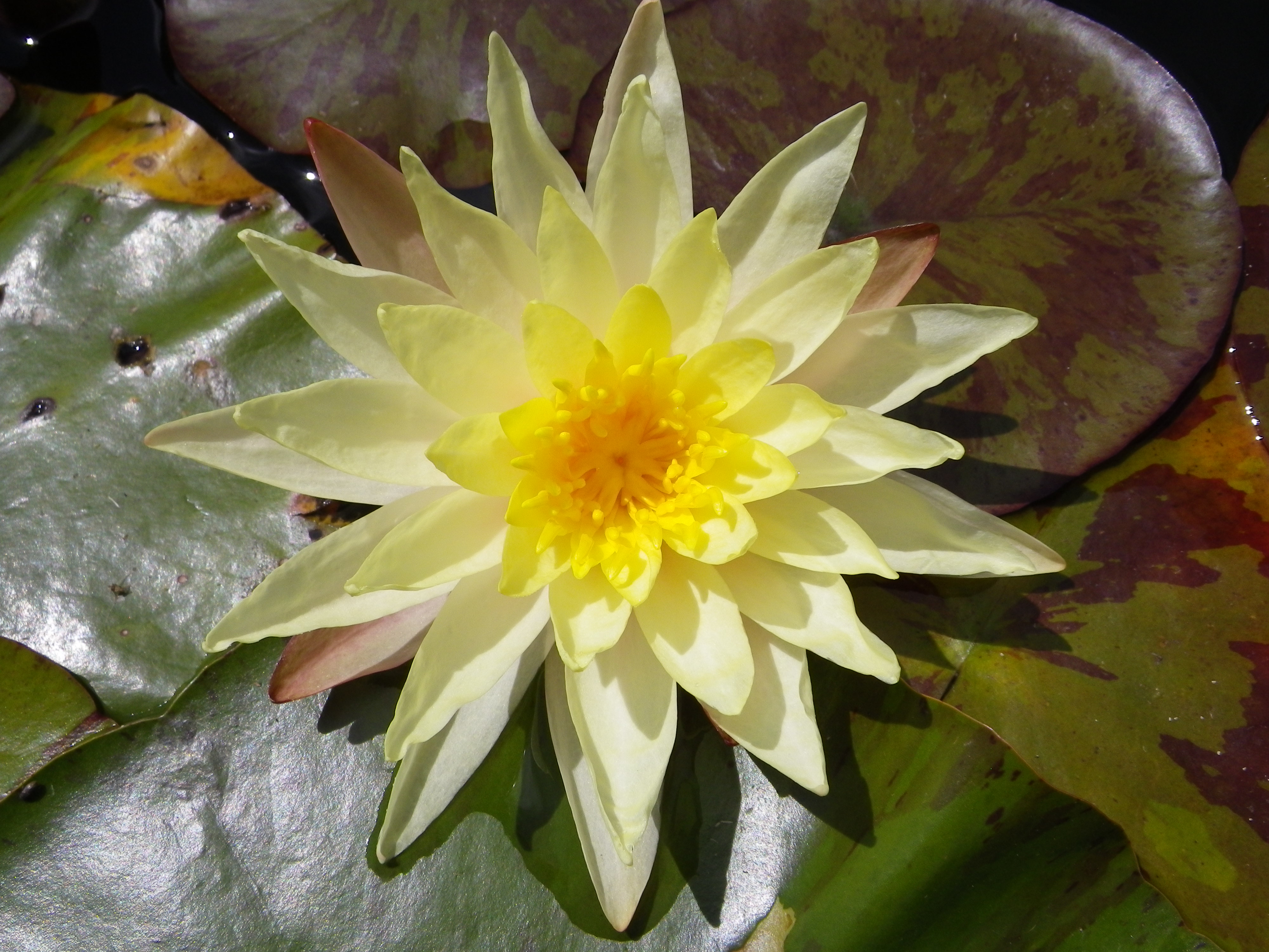 Nymphaea Odorata Sulphurea - Devon Pond Plants