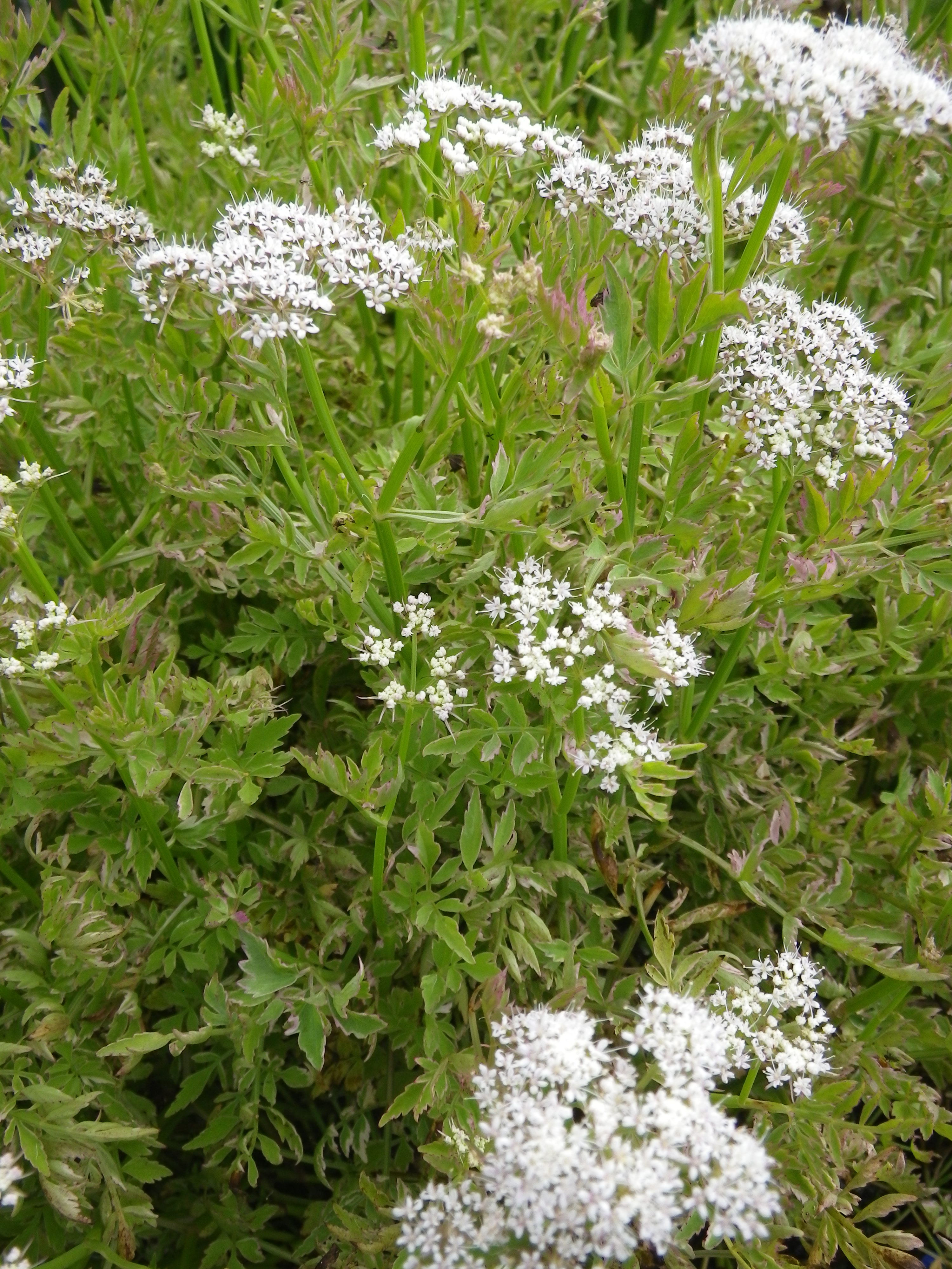 Oenanthe javanica 'Pink Flamingo' - Devon Pond Plants