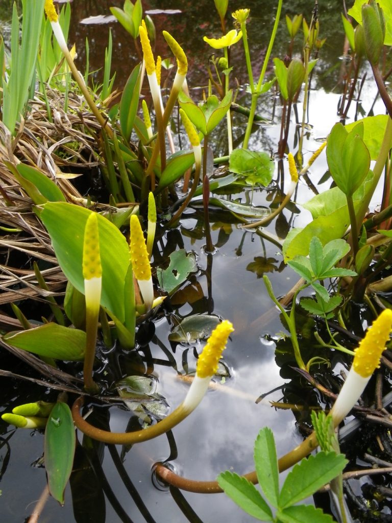 Orontium aquaticum (Golden club) - Devon Pond Plants