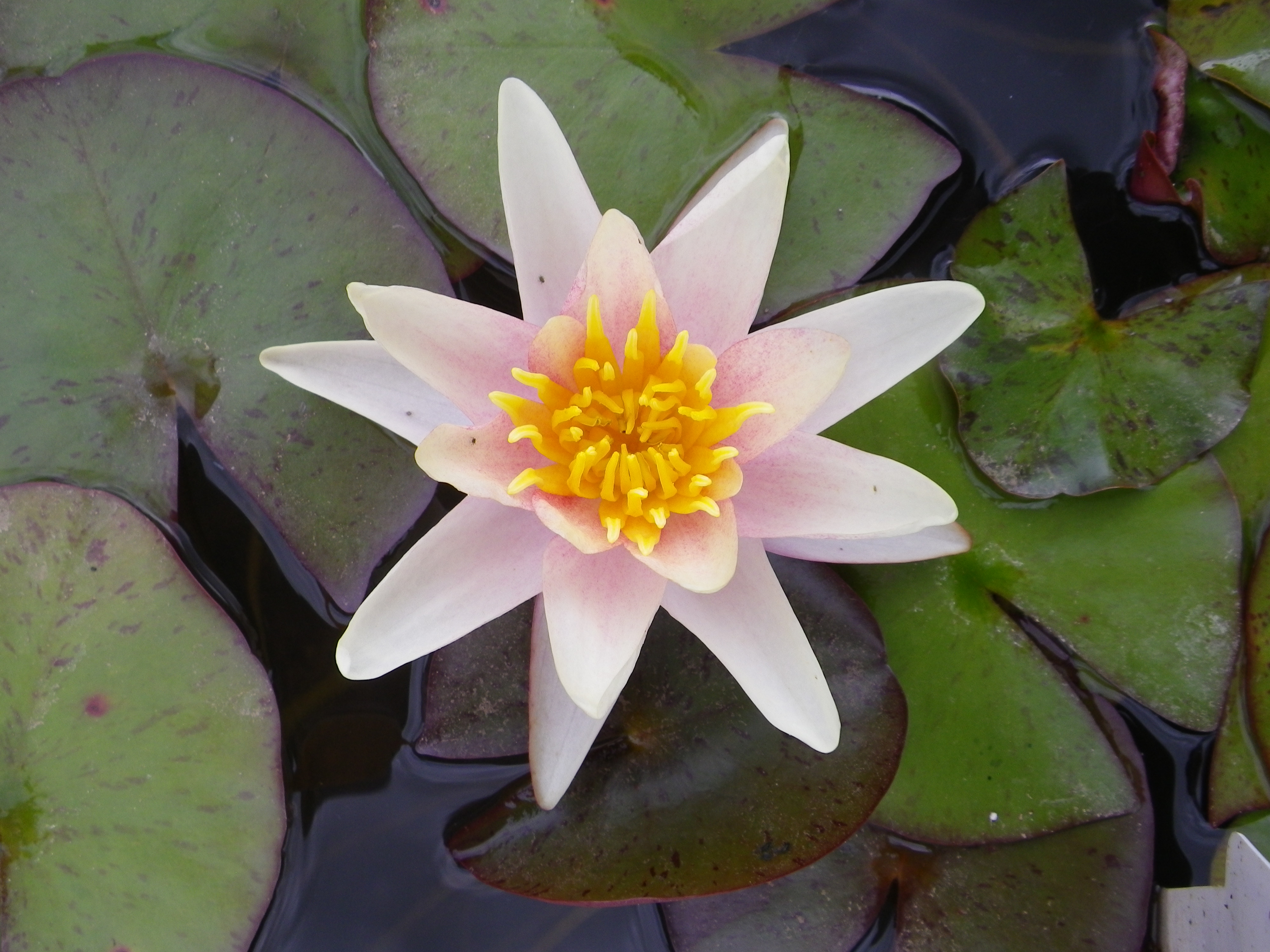 Nymphaea Paul Hariot - Devon Pond Plants