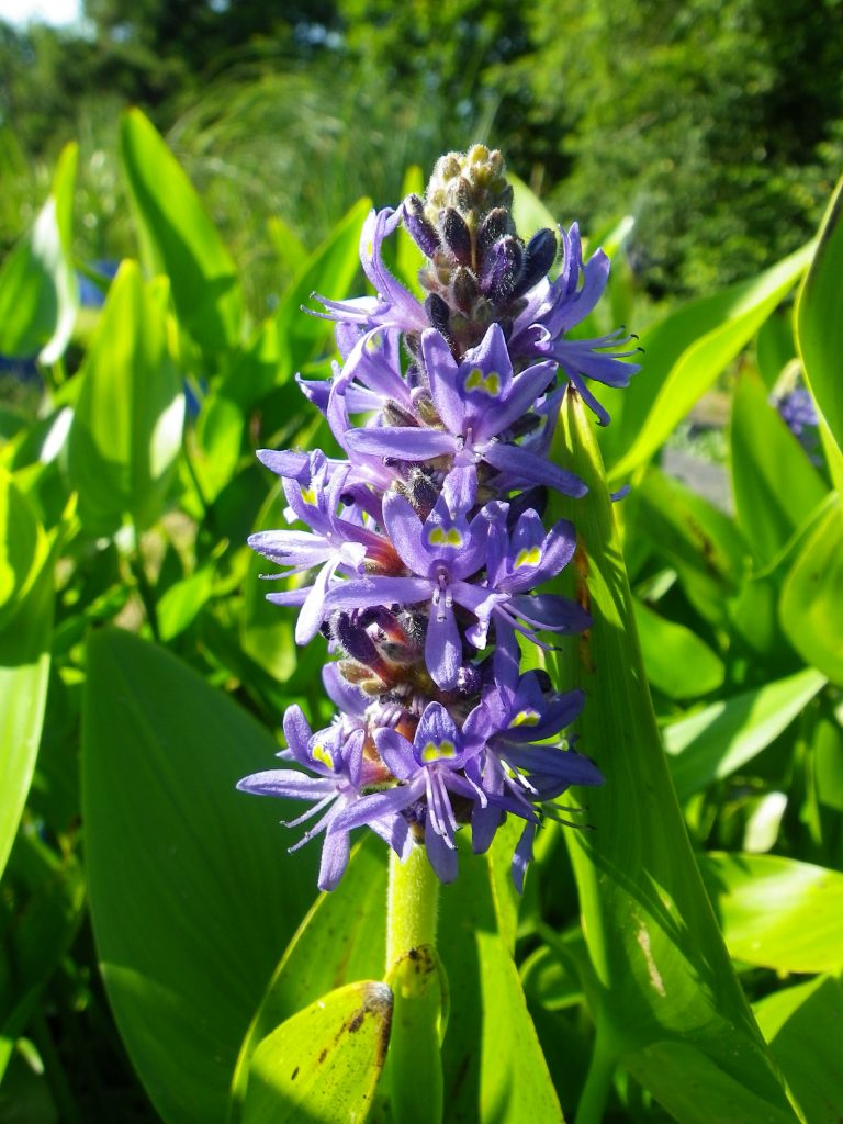 Pontederia cordata (Pickerel weed) - Devon Pond Plants