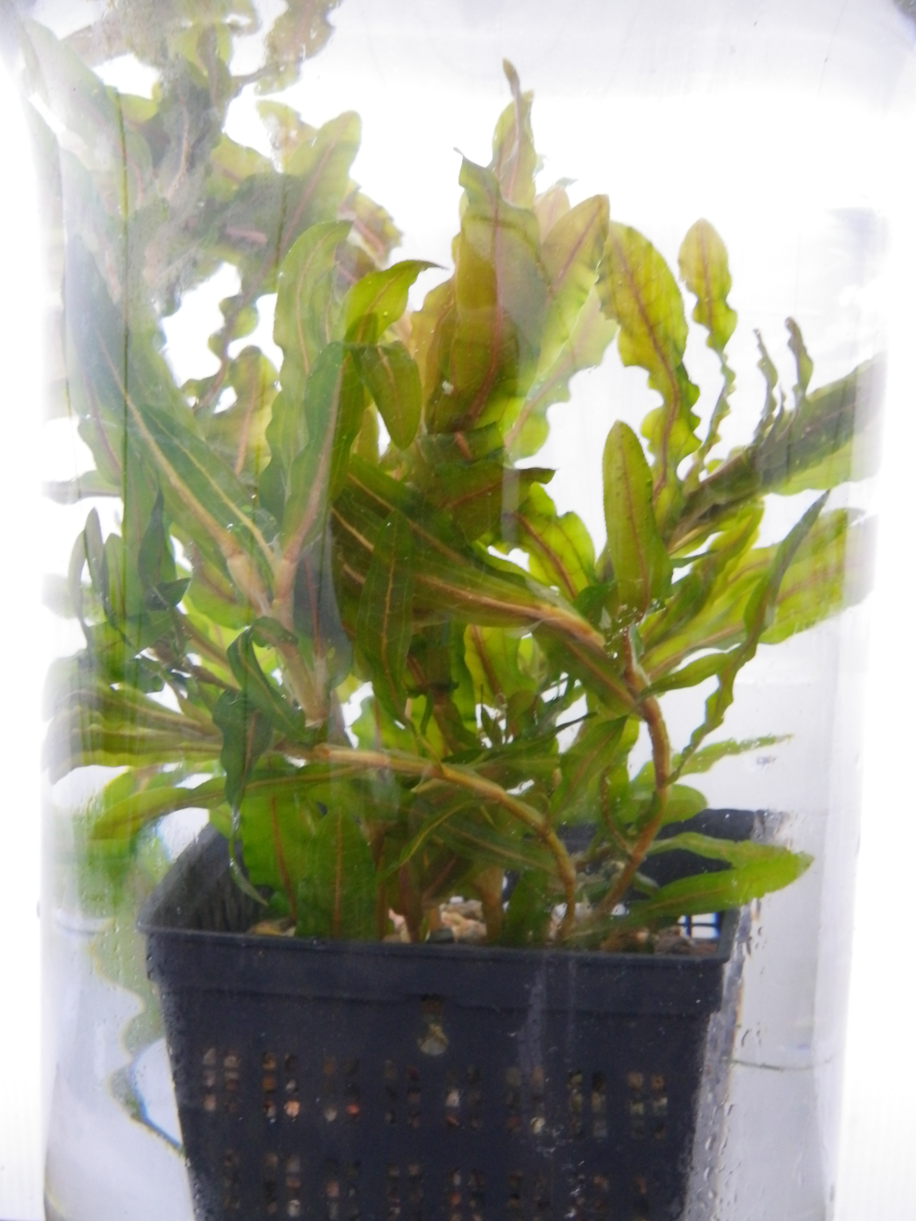 Potamogeton crispus (Curled pondweed) - Devon Pond Plants