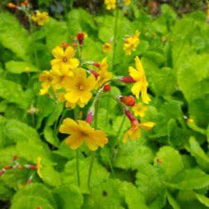 Primula vulgaris (Primrose) - Devon Pond Plants